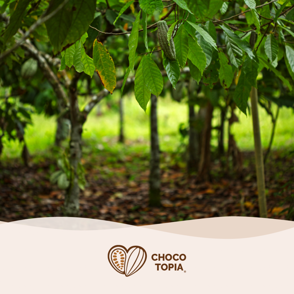 Various types of cocoa tree - Choco-Story